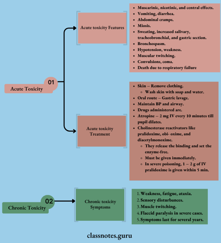 Cholinergic Drug System - Class Notes