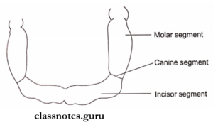 Development Of Dentition Question And Answers - Class Notes