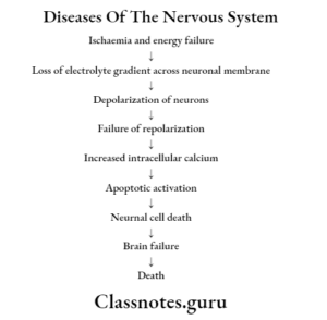 Diseases Of The Nervous System Long Essays - Class Notes