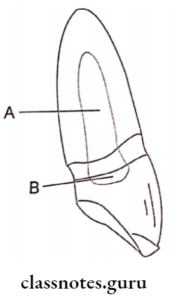 Fixed Partial Denture - Class Notes