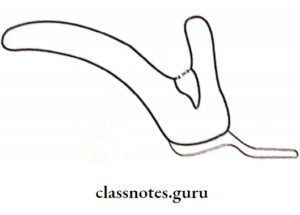 Immediate Dentures - Class Notes