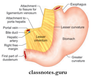 Abdominal Cavity And Peritoneum Important Question And Answers - Class ...