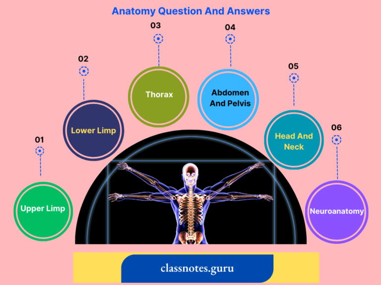 Anatomy Question and Answers - Class Notes