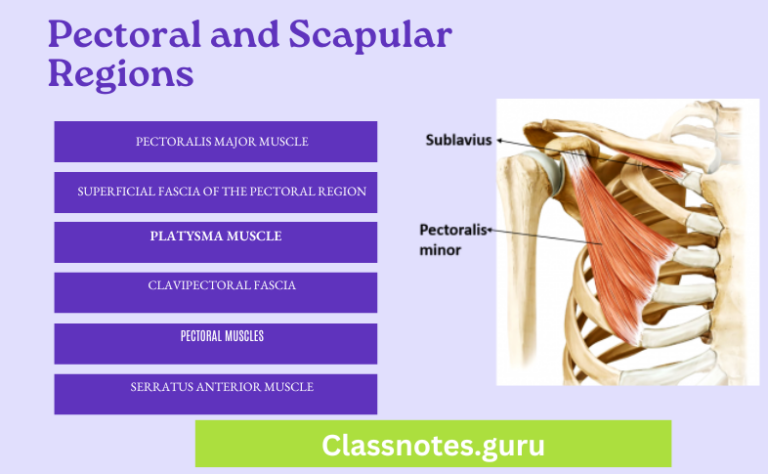 Muscles of the Pectoral Region - Class Notes