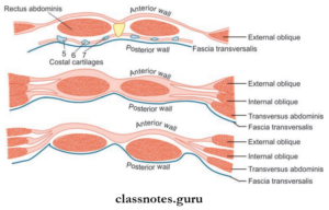 Anterior Abdominal Wall - Class Notes
