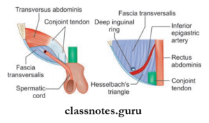 Anterior Abdominal Wall - Class Notes