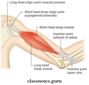 Upper Limb Archives - Class Notes