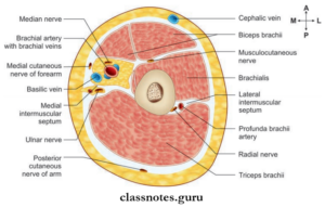 Brachialis Anatomy - Class Notes