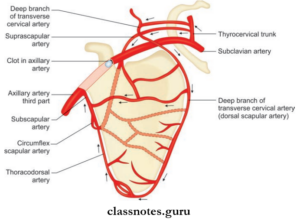 Axillary Lymph Nodes Question And Answers - Class Notes