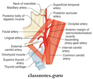 Major Arteries of the Head and Neck Question And Answers - Class Notes