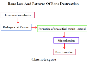 Bone Loss And Patterns Of Bone Destruction - Class Notes