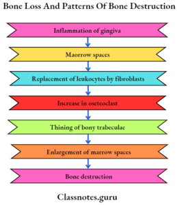 Bone Loss And Patterns Of Bone Destruction - Class Notes