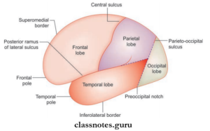 Cerebellum Question And Answers - Class Notes