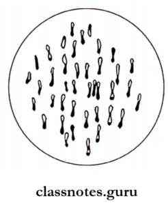 Clostridium - Class Notes