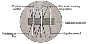 Corynebacterium Diphtheriae - Class Notes