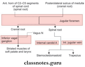 Cranial Nerves Question And Answers - Class Notes