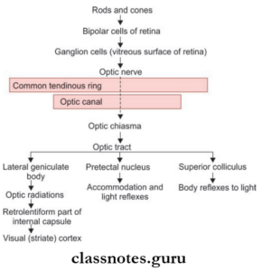 Cranial Nerves Question And Answers - Class Notes