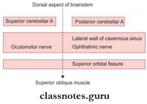 Cranial Nerves Question And Answers - Class Notes