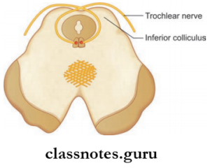 Cranial Nerves Question And Answers - Class Notes