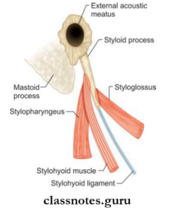 Deep Structure Of Neck Question And Answers - Class Notes