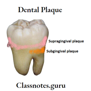Dental Plaque - Class Notes