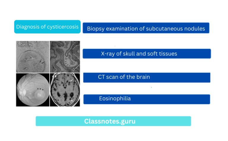 Helminths Virology Question And Answers - Class Notes
