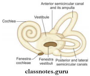 Ear Tympanic Membrane Question And Answers - Class Notes