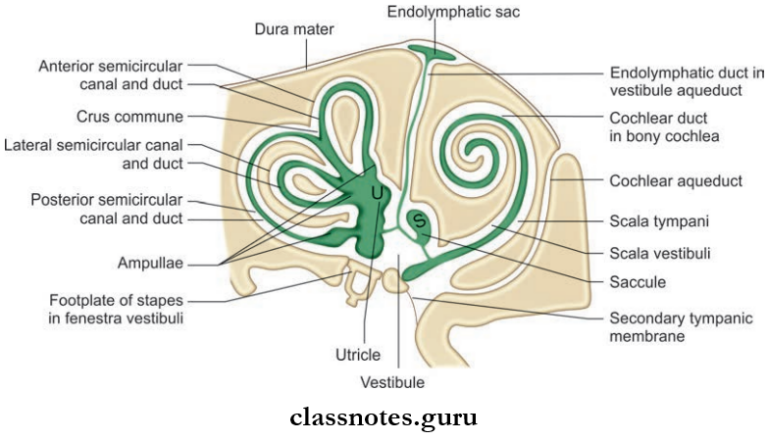 Ear Tympanic Membrane Question And Answers - Class Notes