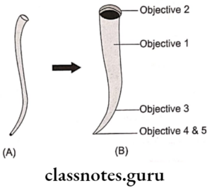 Irrigation And Intracanal Medicaments Question And Answers - Class Notes