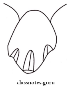 Fixed Partial Denture - Class Notes