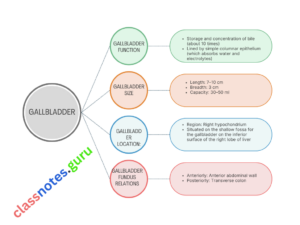 Biliary Apparatus Question And Answers - Class Notes