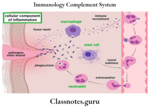 Immunology Complement System - Class Notes