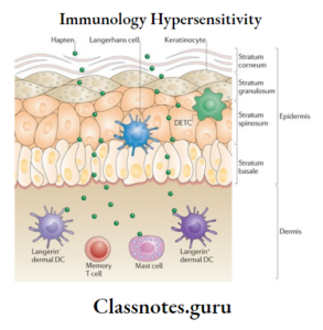 Immunology Hypersensitivity Short Question And Answers - Class Notes
