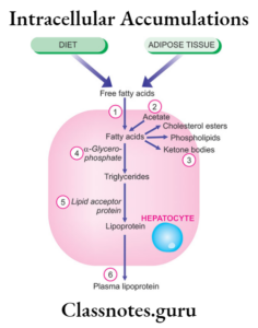 Intracellular Accumulations Question And Answers - Class Notes