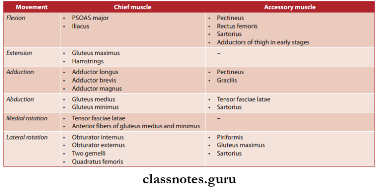 Lower Limb Archives - Class Notes