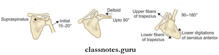 Bones of Upper Limb Question And Answers - Class Notes