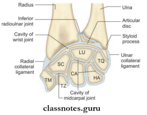 Bones of Upper Limb Question And Answers - Class Notes