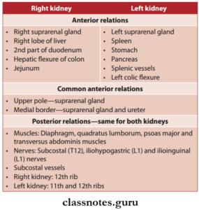 Kidney Ureter And Suprarenal Gland Question And Answers - Class Notes