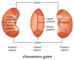 Kidney Ureter And Suprarenal Gland Question And Answers - Class Notes