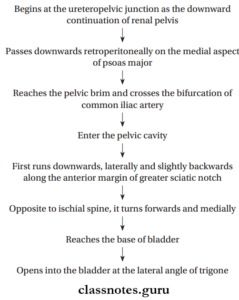 Kidney Ureter And Suprarenal Gland Question And Answers - Class Notes