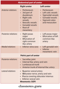 Abdomen and Pelvis Archives - Class Notes