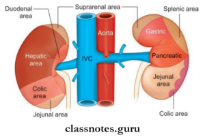 Abdomen and Pelvis Archives - Class Notes