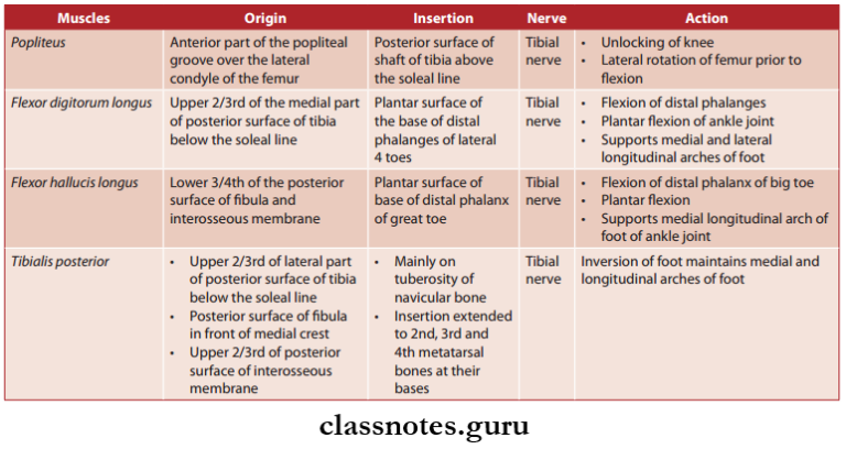 Anatomy Of The Leg And Dorsum Of The Foot Question And Answers - Class ...