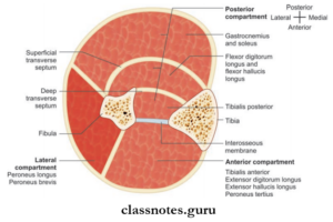 Lower Limb Archives - Class Notes