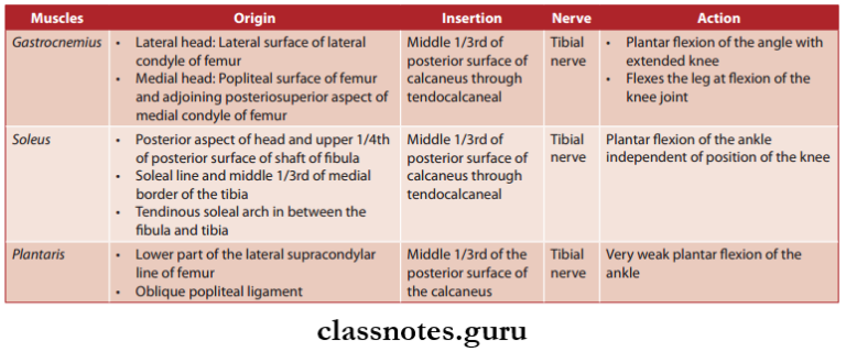 Anatomy Of The Leg And Dorsum Of The Foot Question And Answers - Class ...