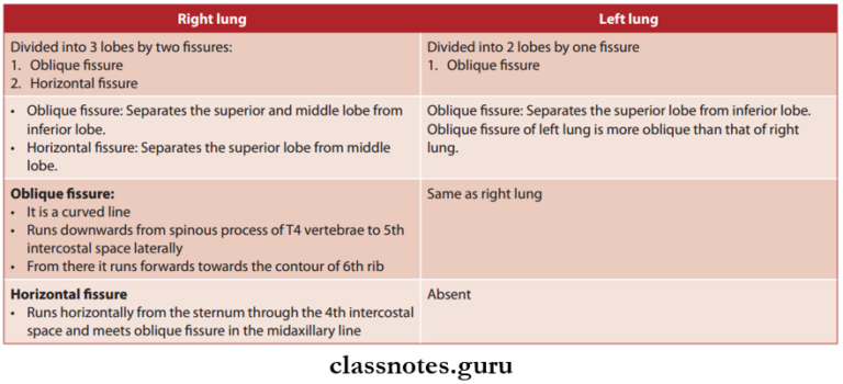 Lung Anatomy - Class Notes