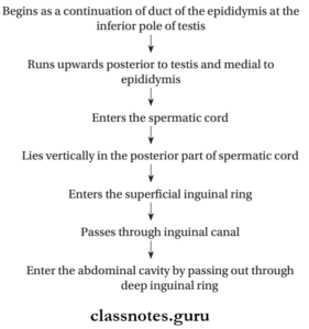 Testes: Anatomy and Function, Diagram, Conditions - Class Notes