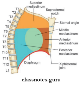Superior Mediastinum Anatomy - Class Notes