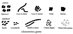 Morphology And Physiology Of Bacteria Question And Answers - Class Notes