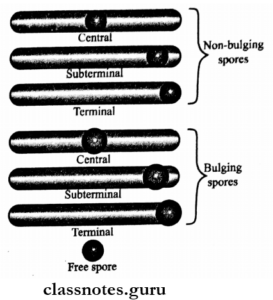 Morphology And Physiology Of Bacteria Question And Answers - Class Notes